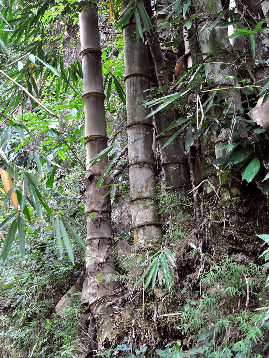 Harmoni Merdu Musik Bambu | Pariwisata Indonesia