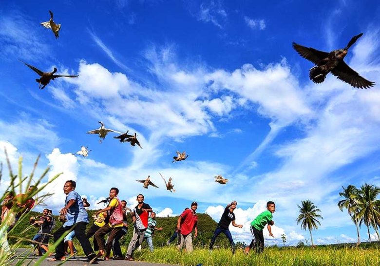Kompetisi Unik untuk Para Itik | Pariwisata Indonesia