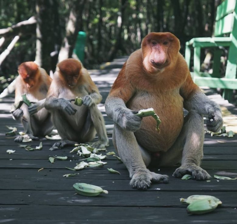 Taman Wisata Alam Pulau Bakut di Provinsi Kalsel